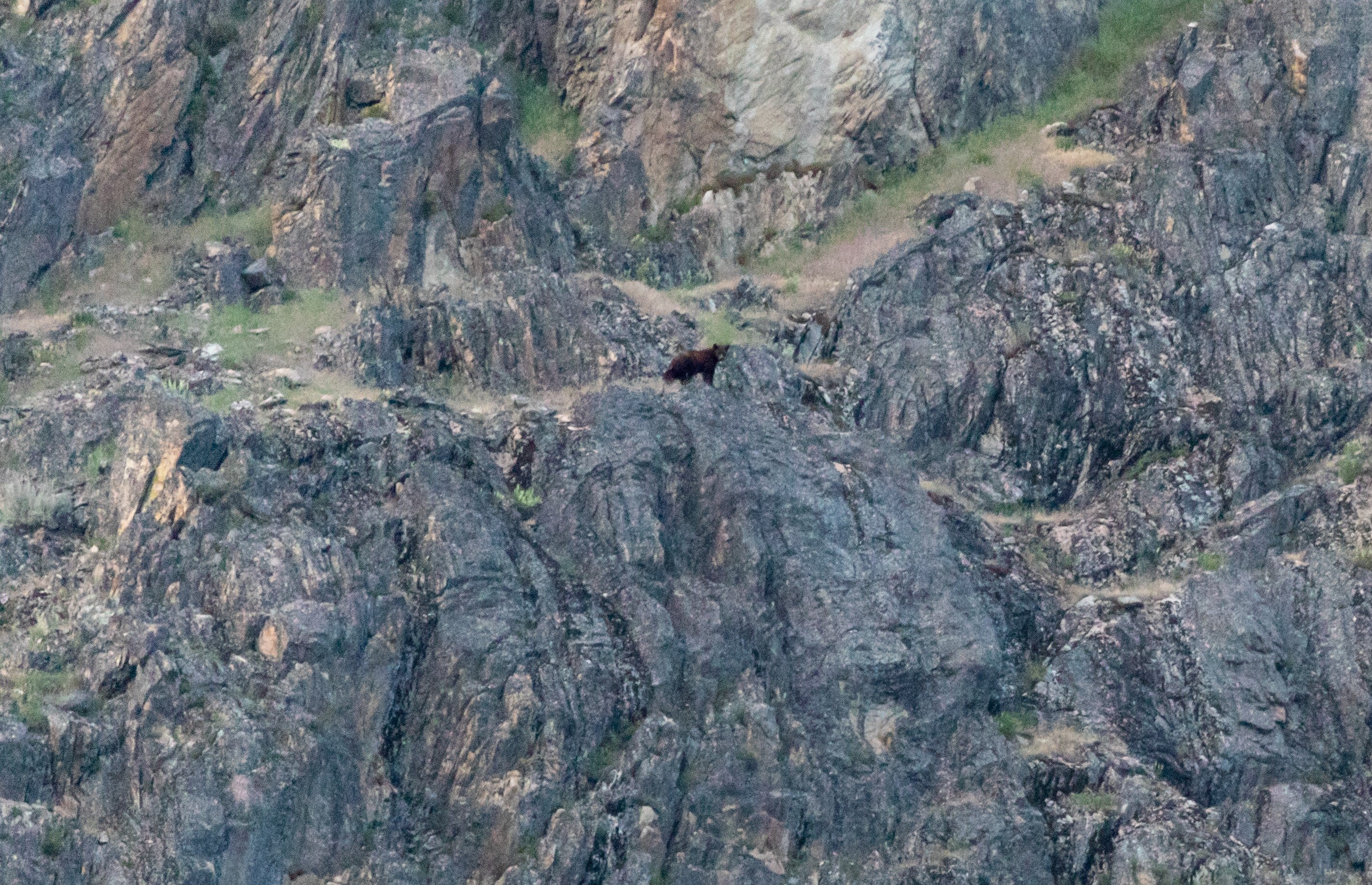 Follow the Green Wave: Why This Spring Bear Season Could Be One for th – Initial Ascent