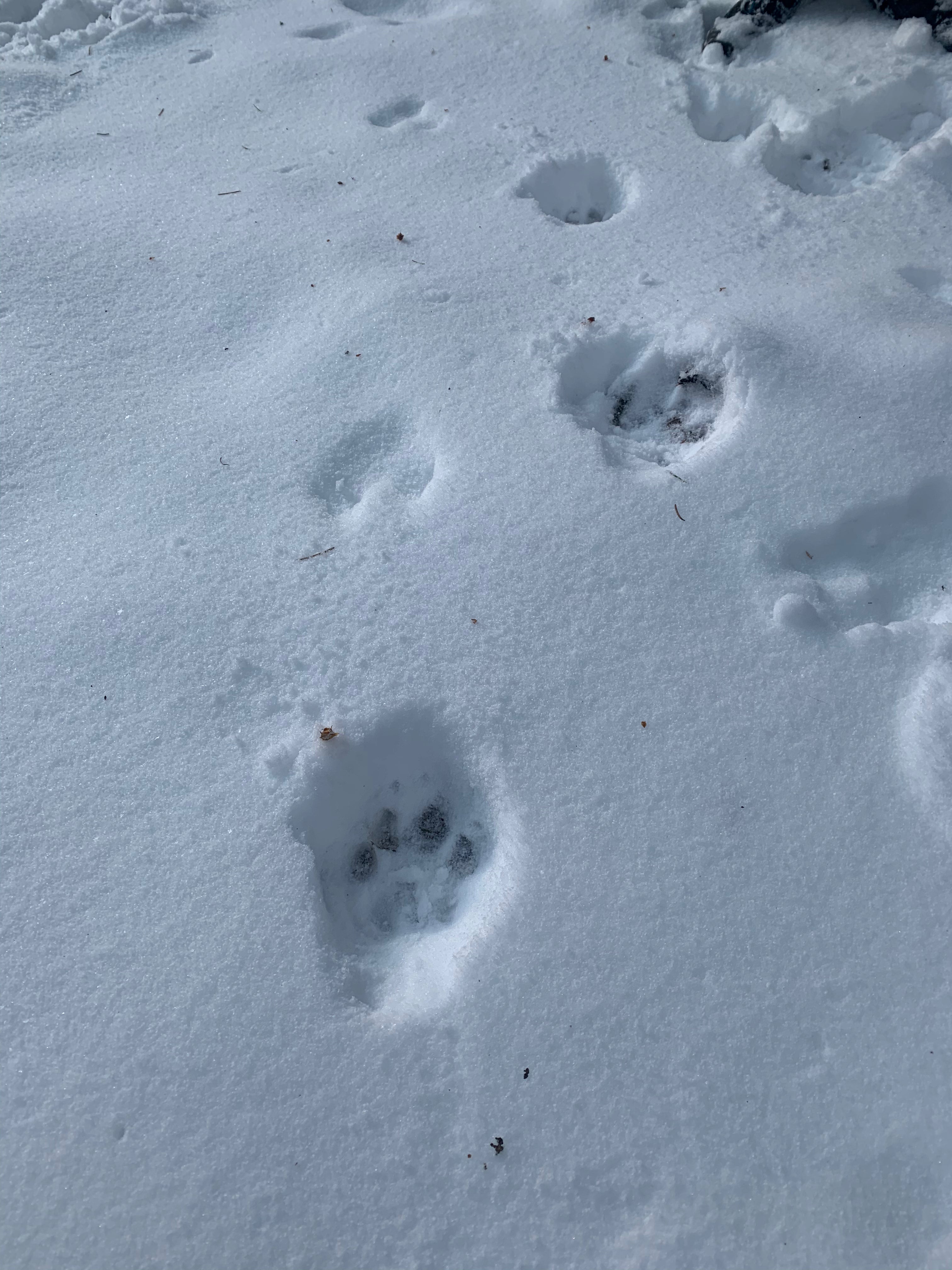 Filling the Gap: An Introduction to Winter Predator Hunting – Initial ...